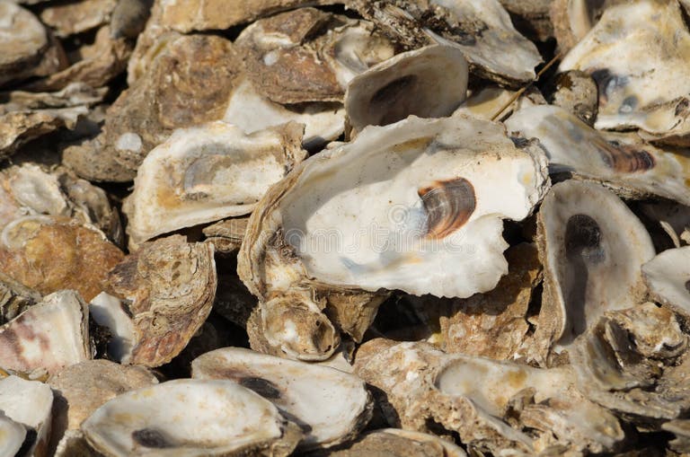 Oyster Shells stock photo. Image of oyster, ground, gulf - 39409696