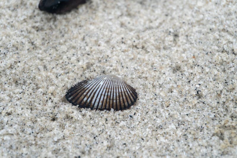 Shells on the Seafront White Sandy Beach in the Middle of Nature Stock ...