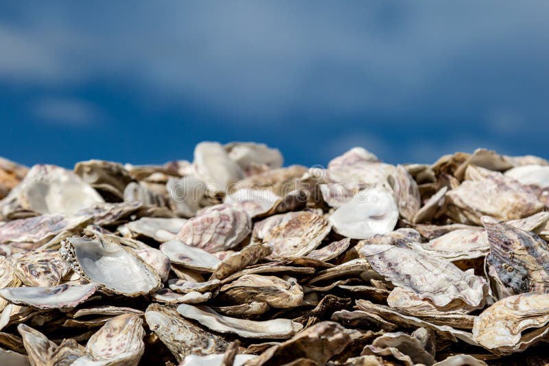 Oyster Shells Stacked Up at the Coast, Underneath a Blue Sky Stock ...