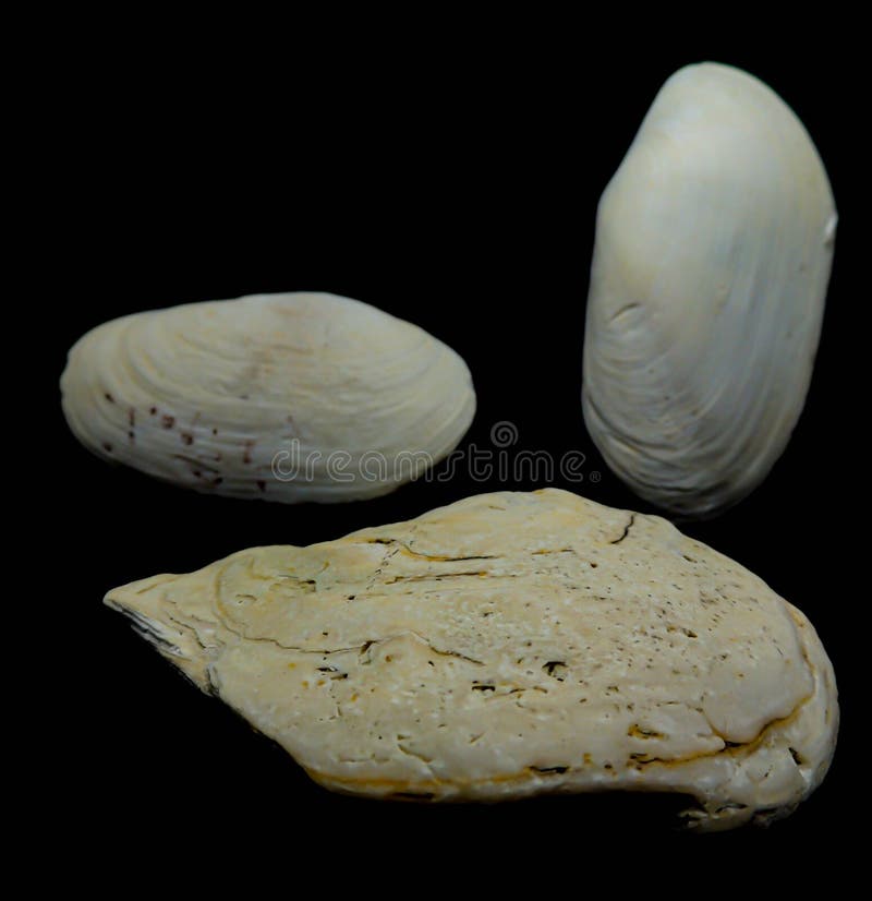 Oyster shells stock photo. Image of baking, invertebrate - 265647254