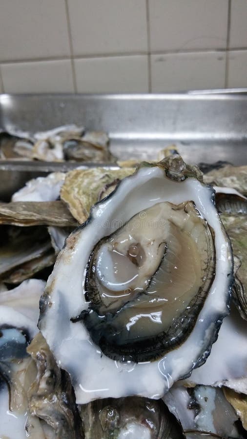 Oyster shucked fresh stock image. Image of white, oyster - 49957081