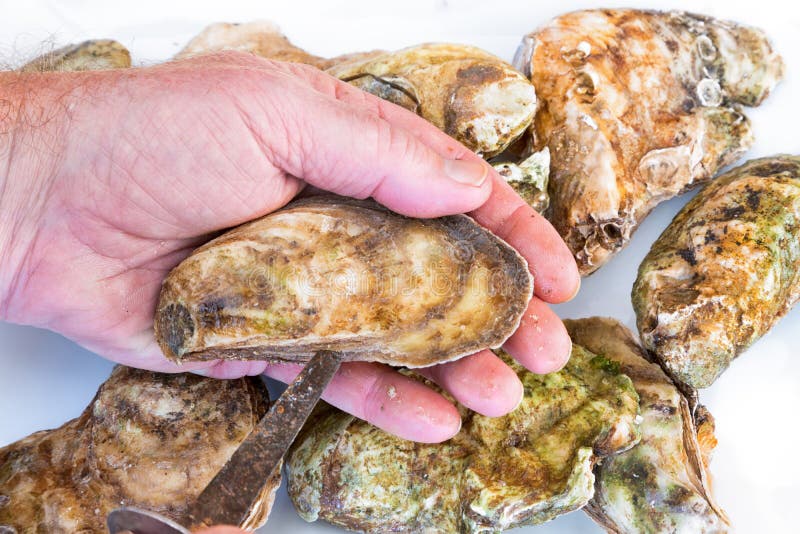 Oyster Shucking stock image. Image of open, shuck, fresh - 57494661