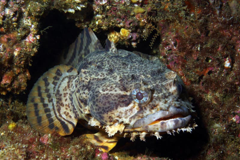 Freshwater Toadfish