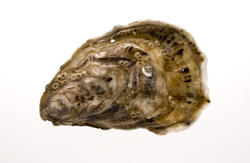 Single Oyster Picture. Image: 6041118