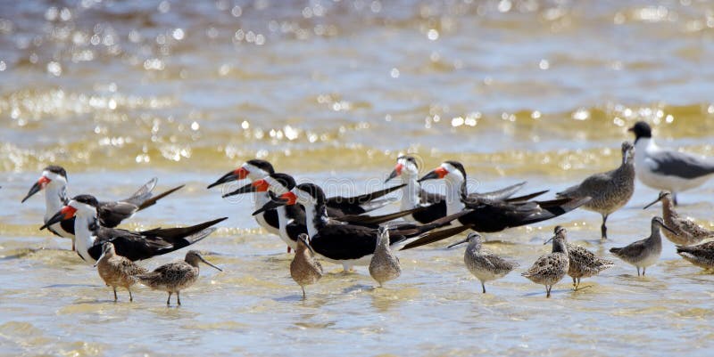 Black Skimmers and Willets Sanding in Shallow Seawater Stock Photo ...