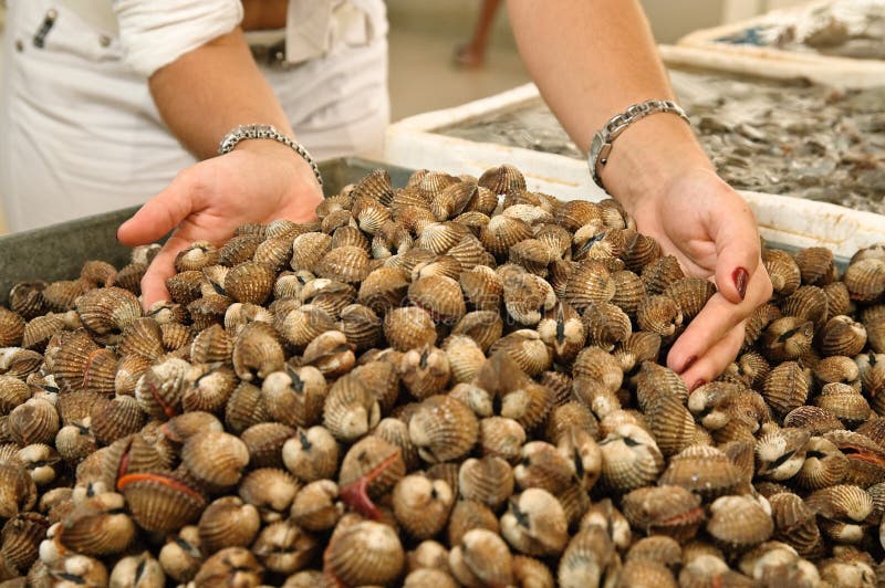 Oysters stock image. Image of shell, shellfish, food - 12223069