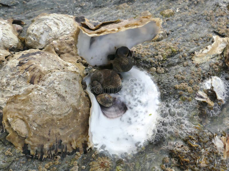 Oysters and Barnacles Close Up on Beach Rocks at Low Tide Stock Image ...