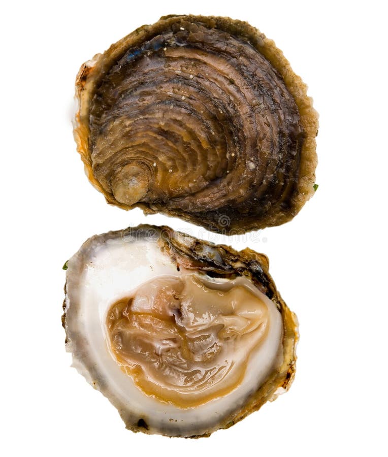 World is your oyster stock image. Image of continent, empowerment - 3395799