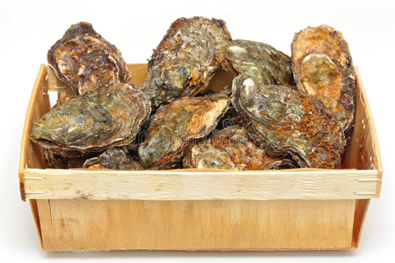 Oysters in Box stock image. Image of shellfish, live - 77618483