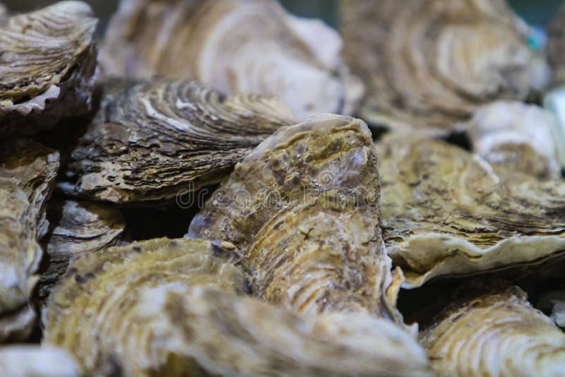 Marine Molluscs in Intertidal Zone Stock Image - Image of marine, rock ...