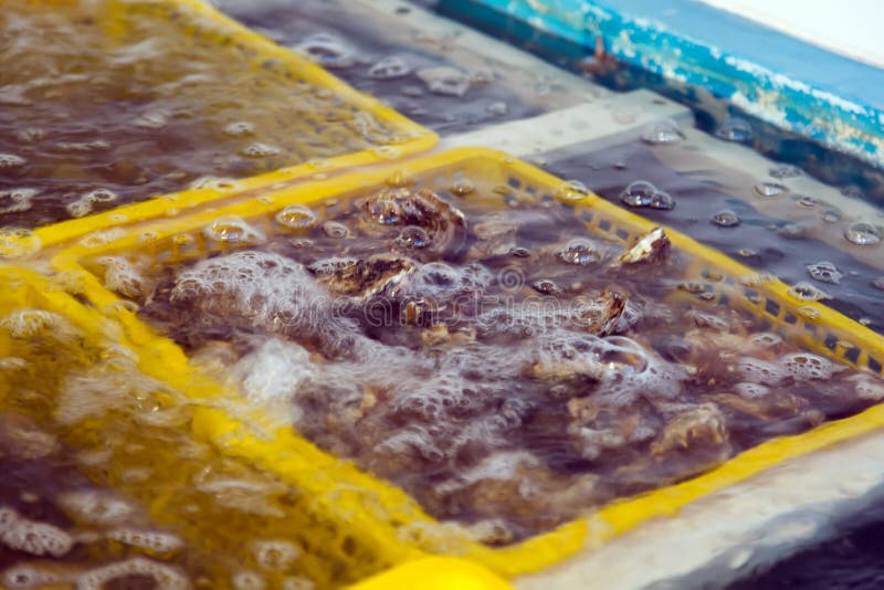 Oysters in containers stock image. Image of kitchen, delicatessen ...