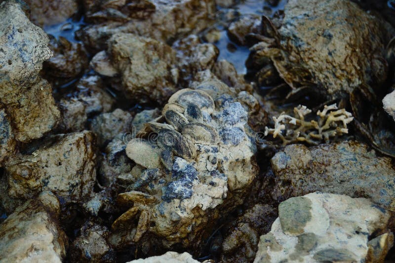Barnacles on seashore stock photo. Image of shell, erosion - 11001052