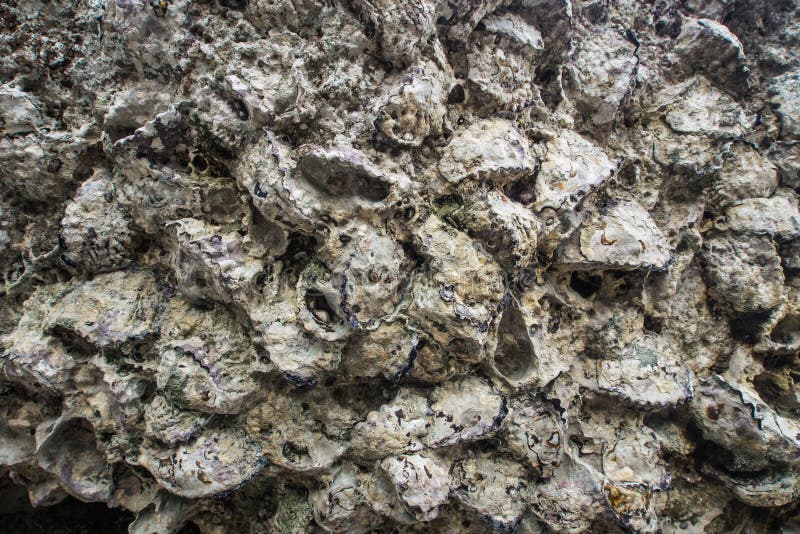 Barnacles on seashore stock photo. Image of shell, erosion - 11001052