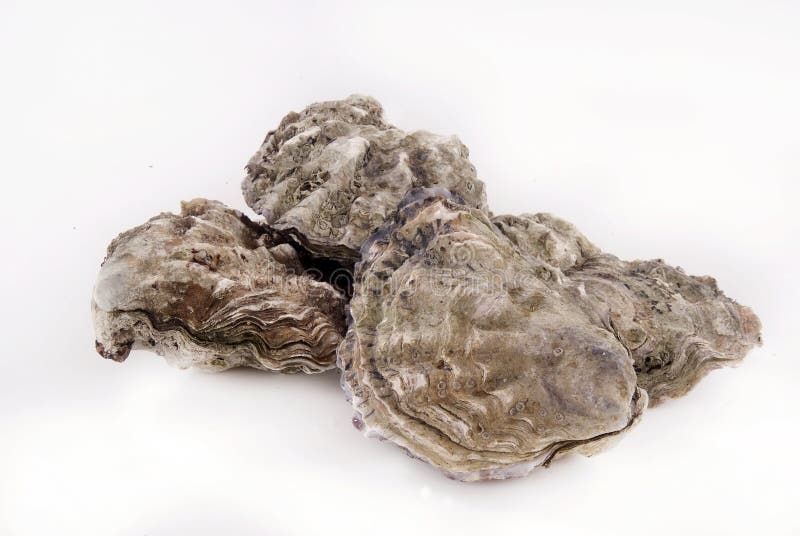 Oysters in Bucket stock image. Image of appetizer, shellfish - 13795611