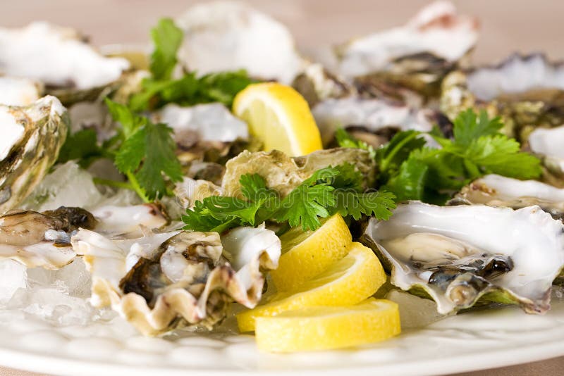 Half Shell Nautilus stock photo. Image of silk, water, ocean - 93984