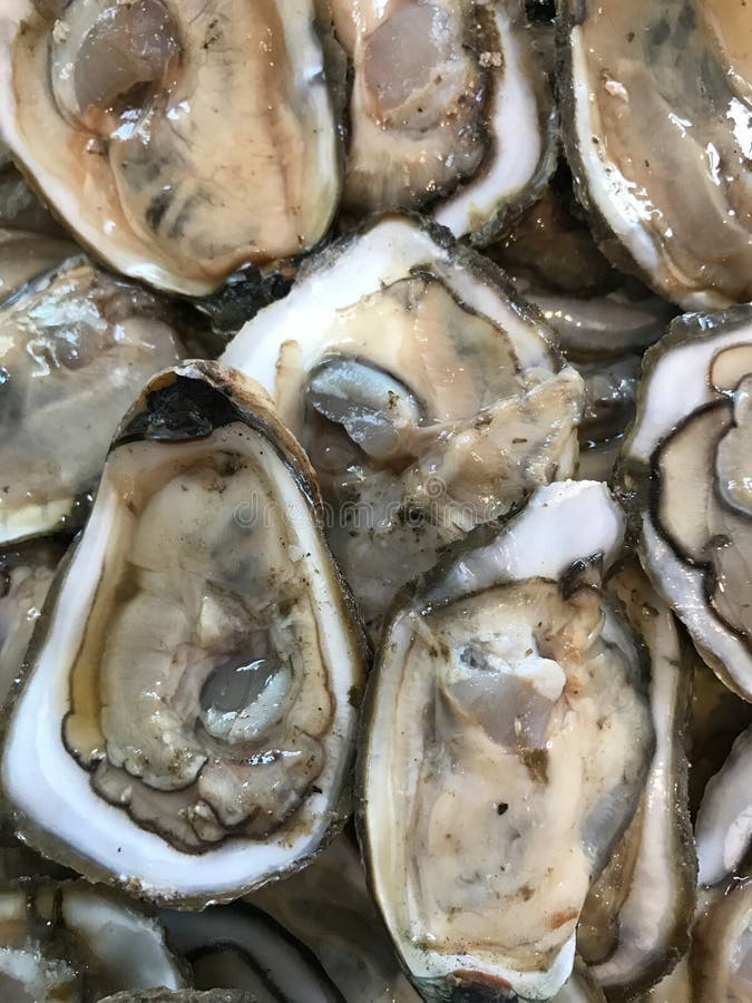 Fresh Oysters on the Half Shell Stock Photo - Image of seafood ...