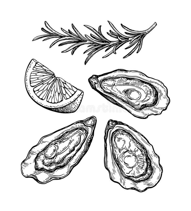 Oyster shell ink sketch. stock vector. Illustration of gastronomy ...
