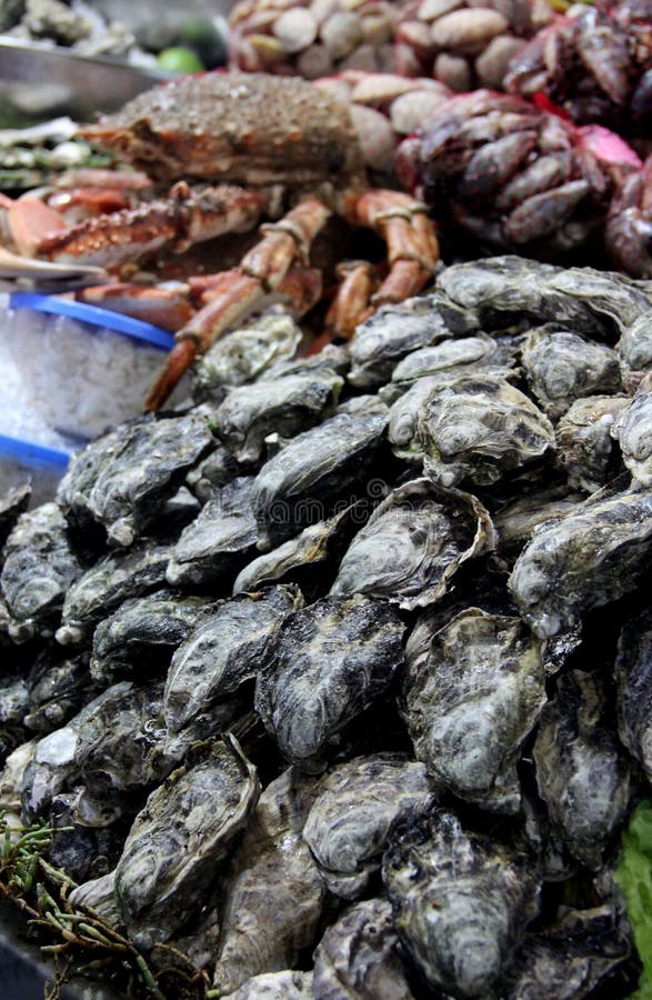 Oysters on the open market stock image. Image of shop - 156509059