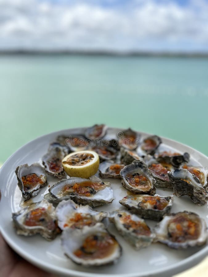 Oysters stock photo. Image of ocean, oyster, oysters - 334997188