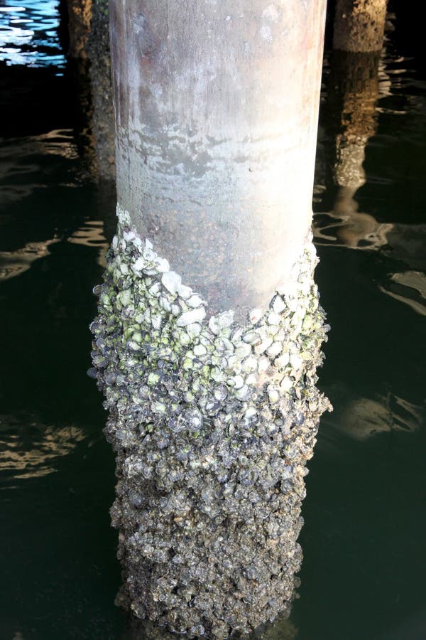Oysters Perched on a Bridge Pylons. Stock Photo - Image of animal ...
