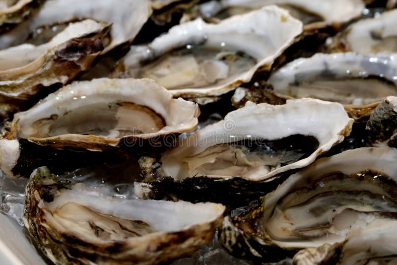 Oysters on Plate. Close-up. Fresh Seafood, Shellfish Stock Image ...