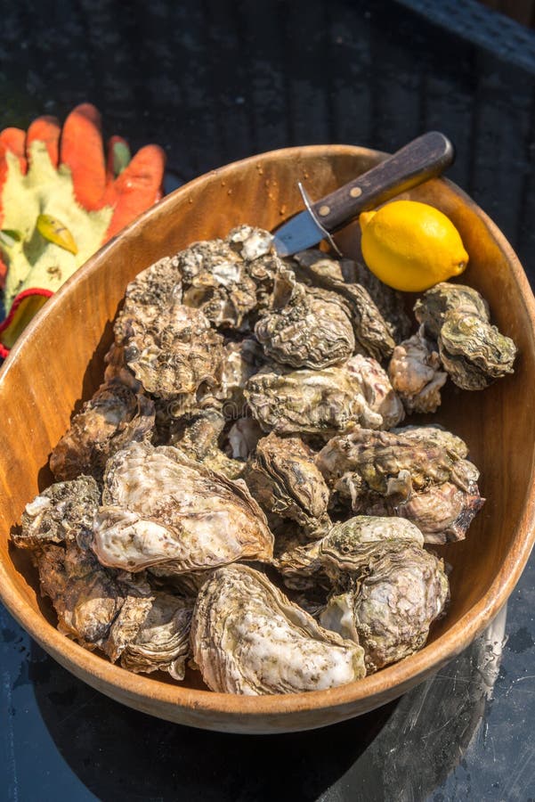 Oysters ready to eat stock image. Image of shellfish - 62192459