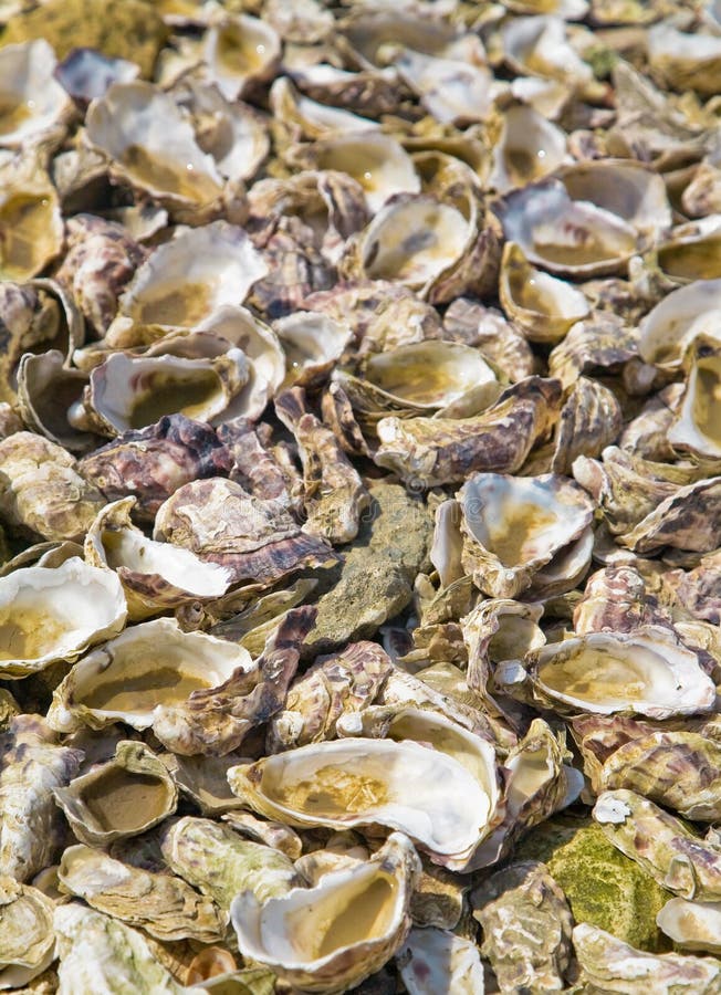 Oysters shells stock photo. Image of objects, lifestyles - 5278364