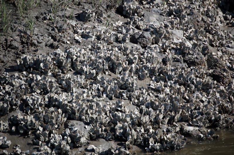 Oysters shells stock photo. Image of shellfish, groups - 54859596