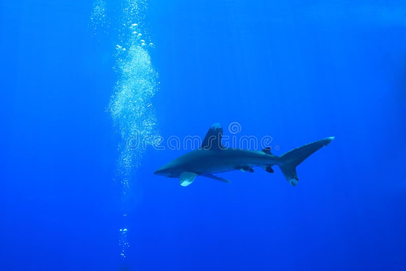 Ozeanischer Whitetip Haifisch Stockbild - Bild von haifisch, ägypten ...