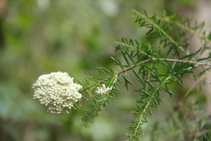 Ozothamnus diosmifolius stock photo. Image of australian - 31817702