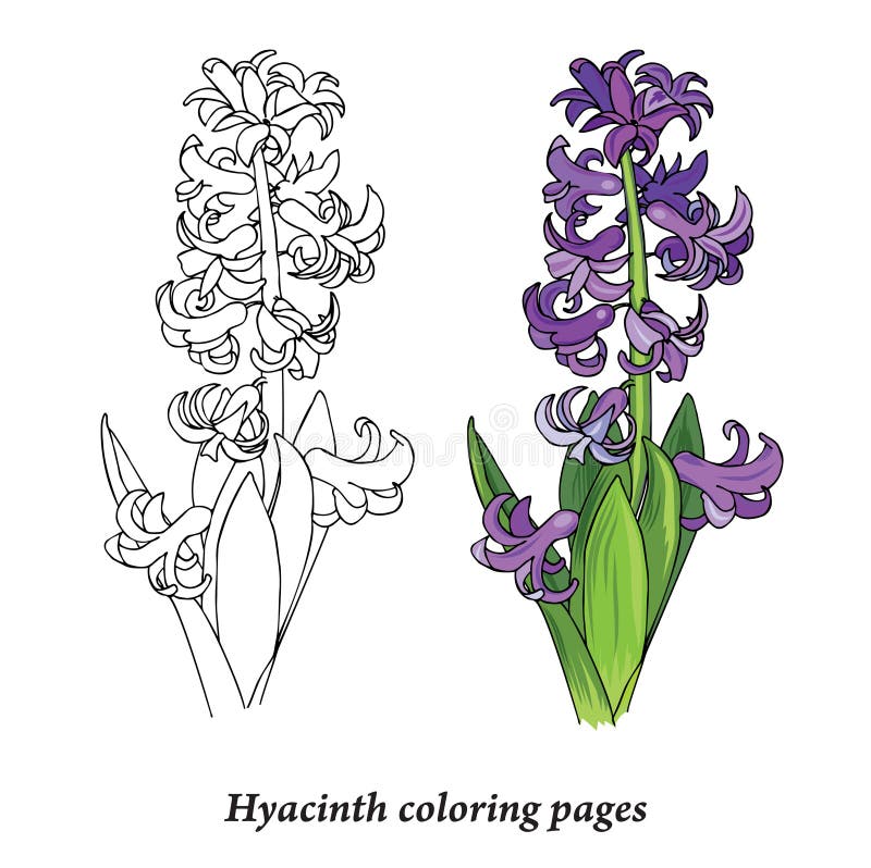 Páginas Del Colorante Del Jacinto Ilustración del Vector - Ilustración ...