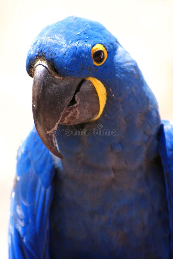 Pájaro azul imagen de archivo. Imagen de ojos, tema, pluma - 140651