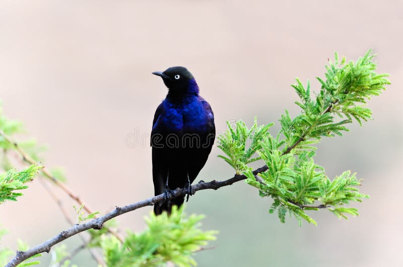 Pájaro azul de África foto de archivo. Imagen de pico - 28530902