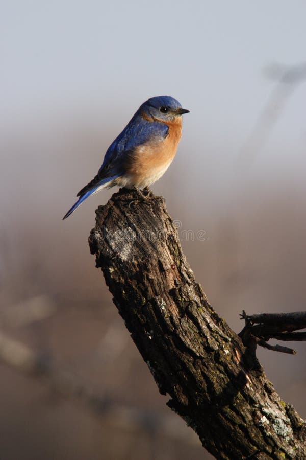 Pájaro azul del este imagen de archivo. Imagen de cubo - 1124603