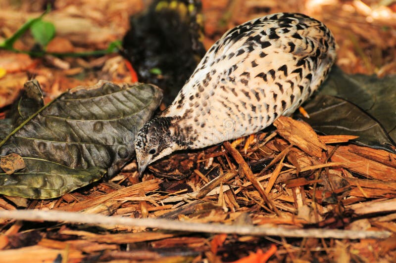 Codornices blancas imagen de archivo. Imagen de vivienda - 28182485