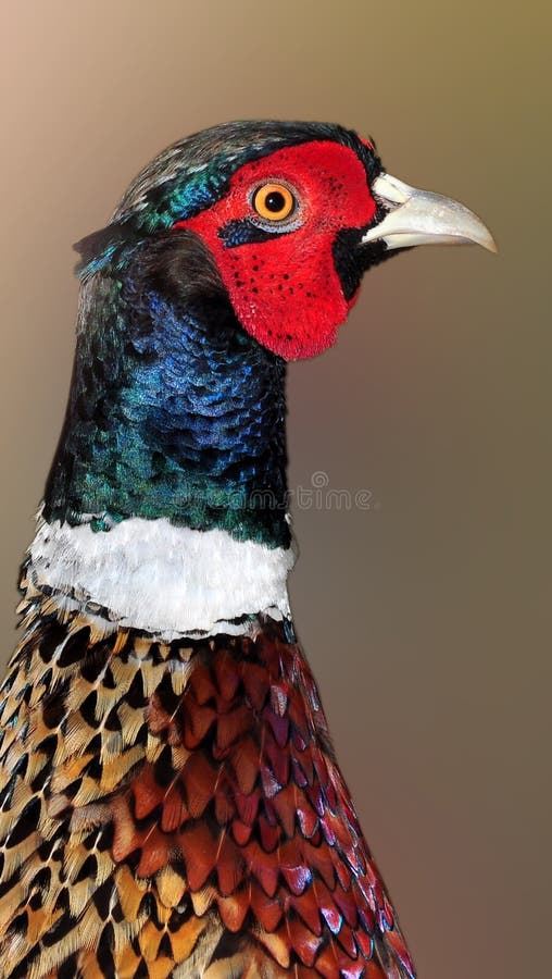 Pájaro colorido foto de archivo. Imagen de granja, pollo - 15840456