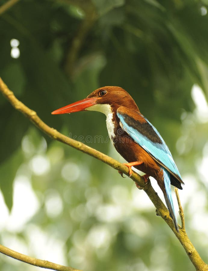 Pájaro colorido foto de archivo. Imagen de rojo, multicolor - 25703984