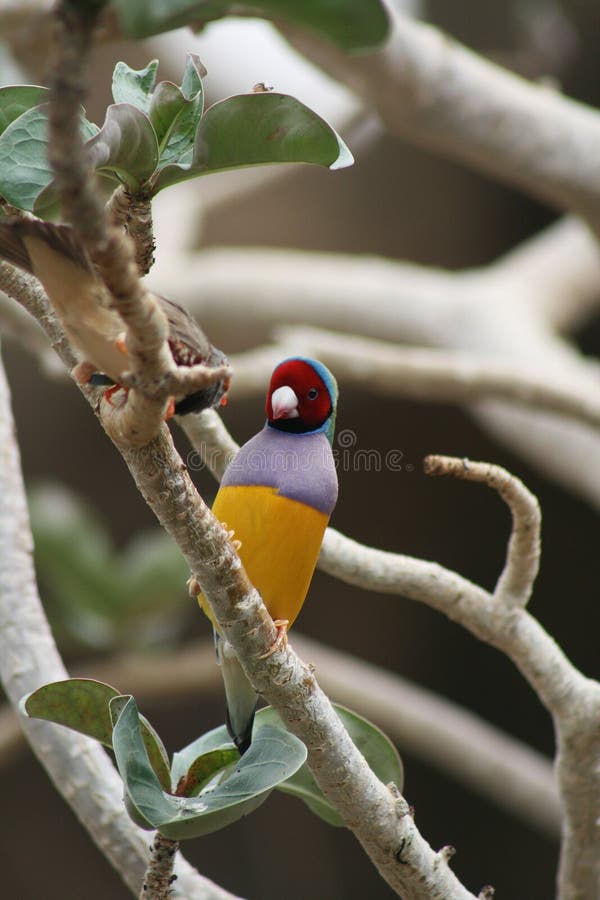 Pájaro colorido imagen de archivo. Imagen de alado, cubo - 2671973