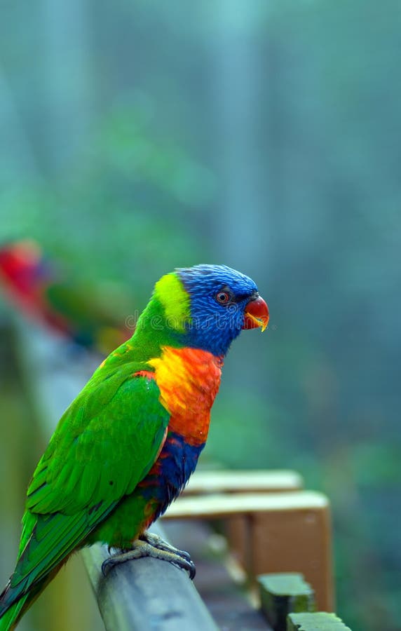 Pájaro colorido imagen de archivo. Imagen de colorido - 3880047