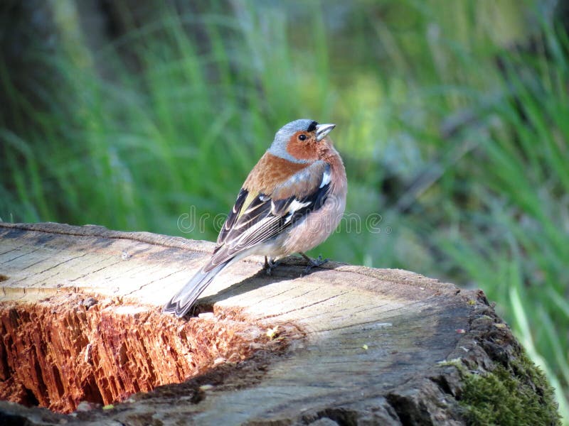 Pájaro colorido imagen de archivo. Imagen de pista, pluma - 40327935