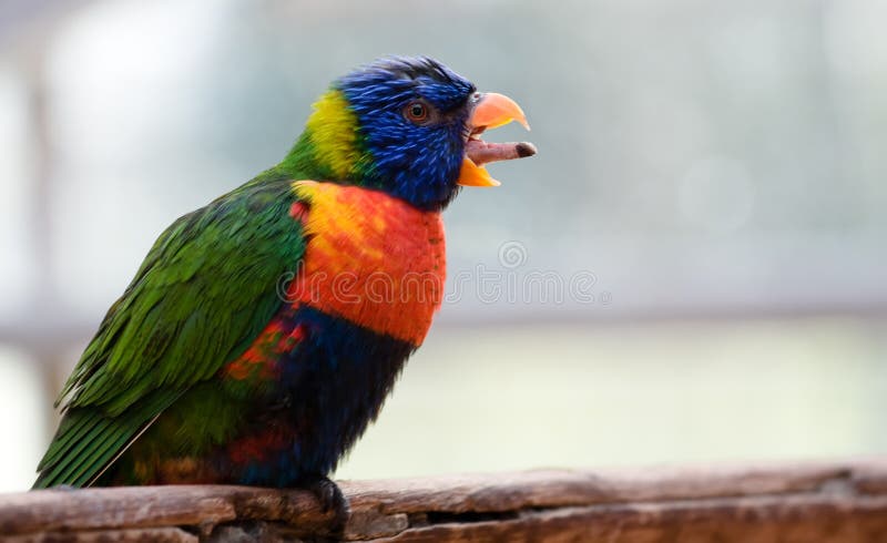 Pájaro colorido foto de archivo. Imagen de enjaulado, verde - 4280308