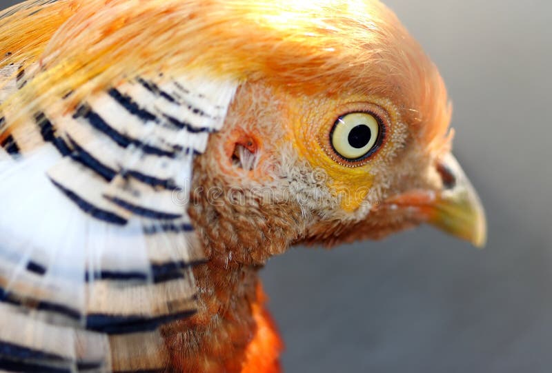 Pájaro colorido foto de archivo. Imagen de retrato, tropical - 5544864