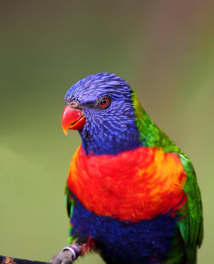Pájaro Colorido De Lorikeet Foto de archivo - Imagen de hermoso, jaro ...