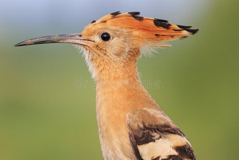 Pájaro Con Apuroses Soleados Copetudos Imagen de archivo - Imagen de ...