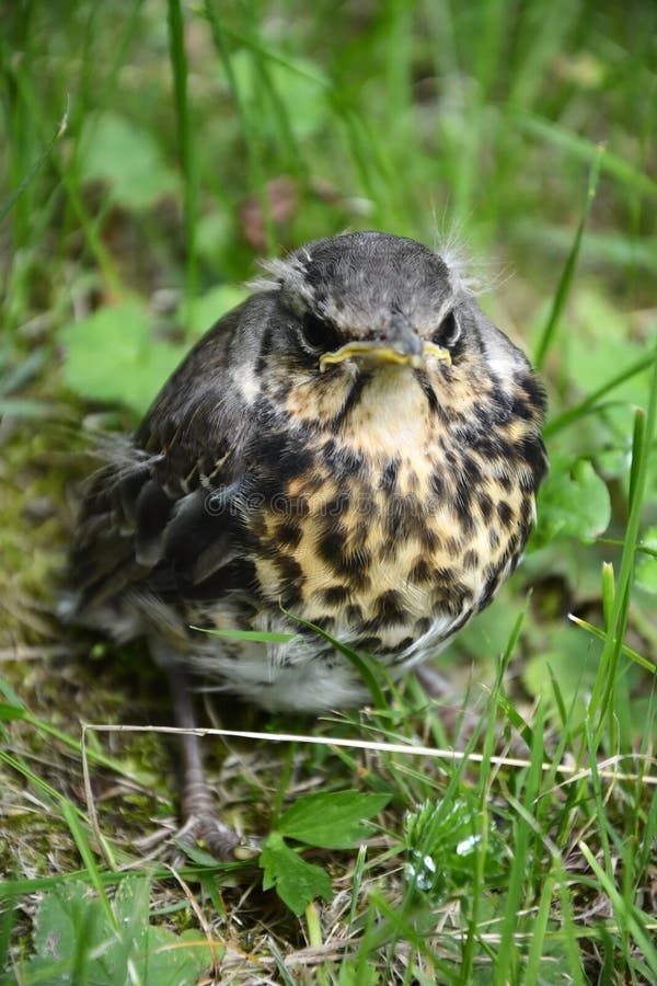 Pájaro de bebé del cuco foto de archivo. Imagen de prado - 46966286