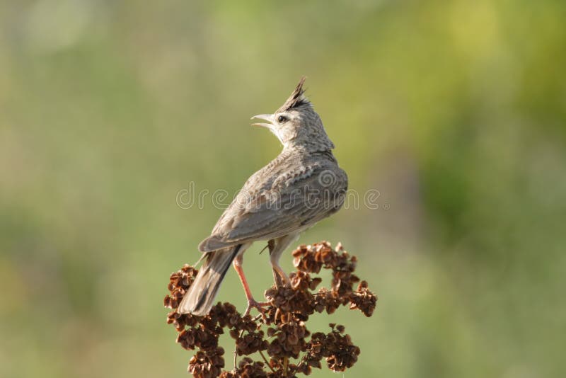 Pájaro de la alondra foto de archivo. Imagen de agricultura - 2735746