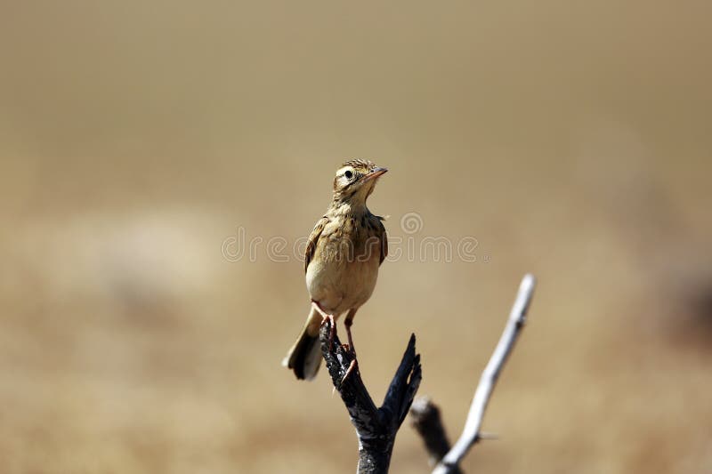 Pájaro de la alondra imagen de archivo. Imagen de verde - 9480835