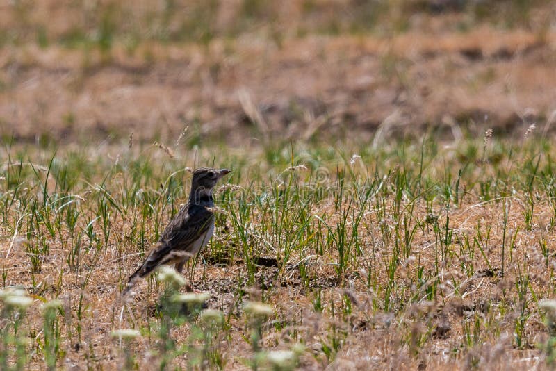 Pájaro de la alondra imagen de archivo. Imagen de verde - 9480835