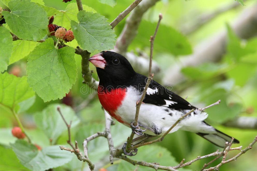 Pájaro de Rose-Breasted foto de archivo. Imagen de rastrojo - 22606932