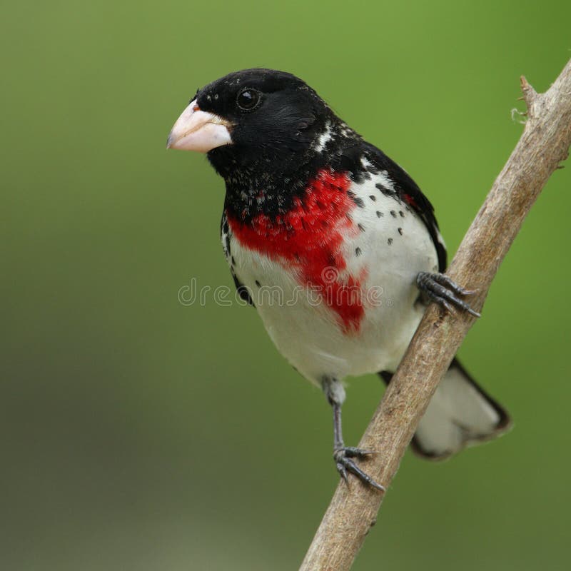 Pájaro de Rose-breasted imagen de archivo. Imagen de cubo - 30816167